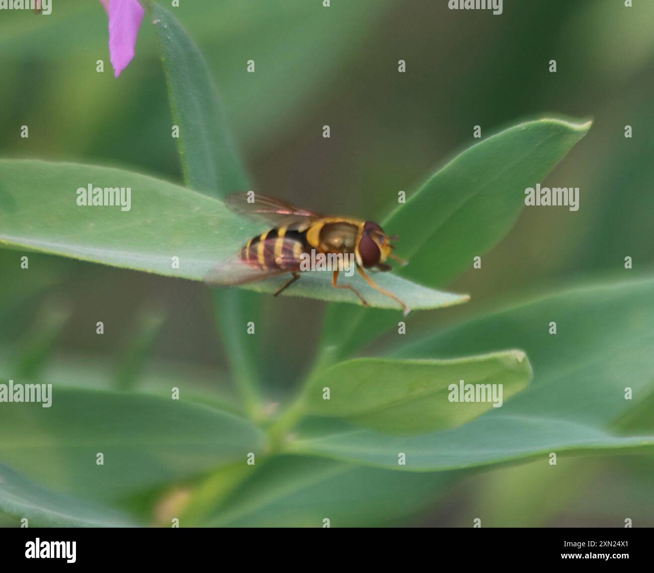 Common Flower Flies (Syrphus) Insecta Stock Photo - Alamy
