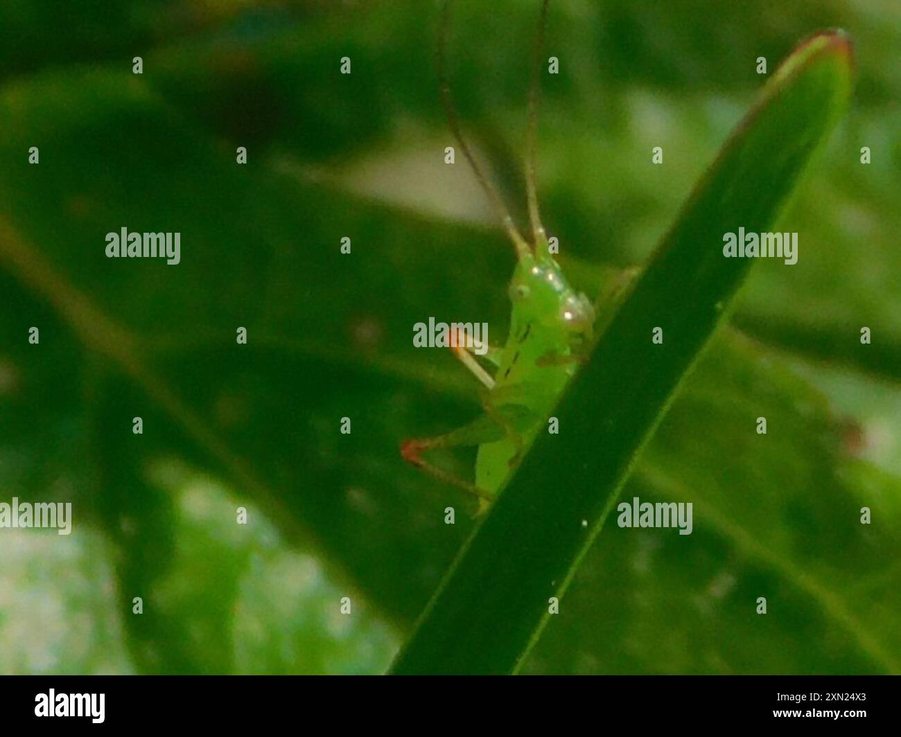 Common Meadow Katydids (Conocephalini) Insecta Stock Photo - Alamy