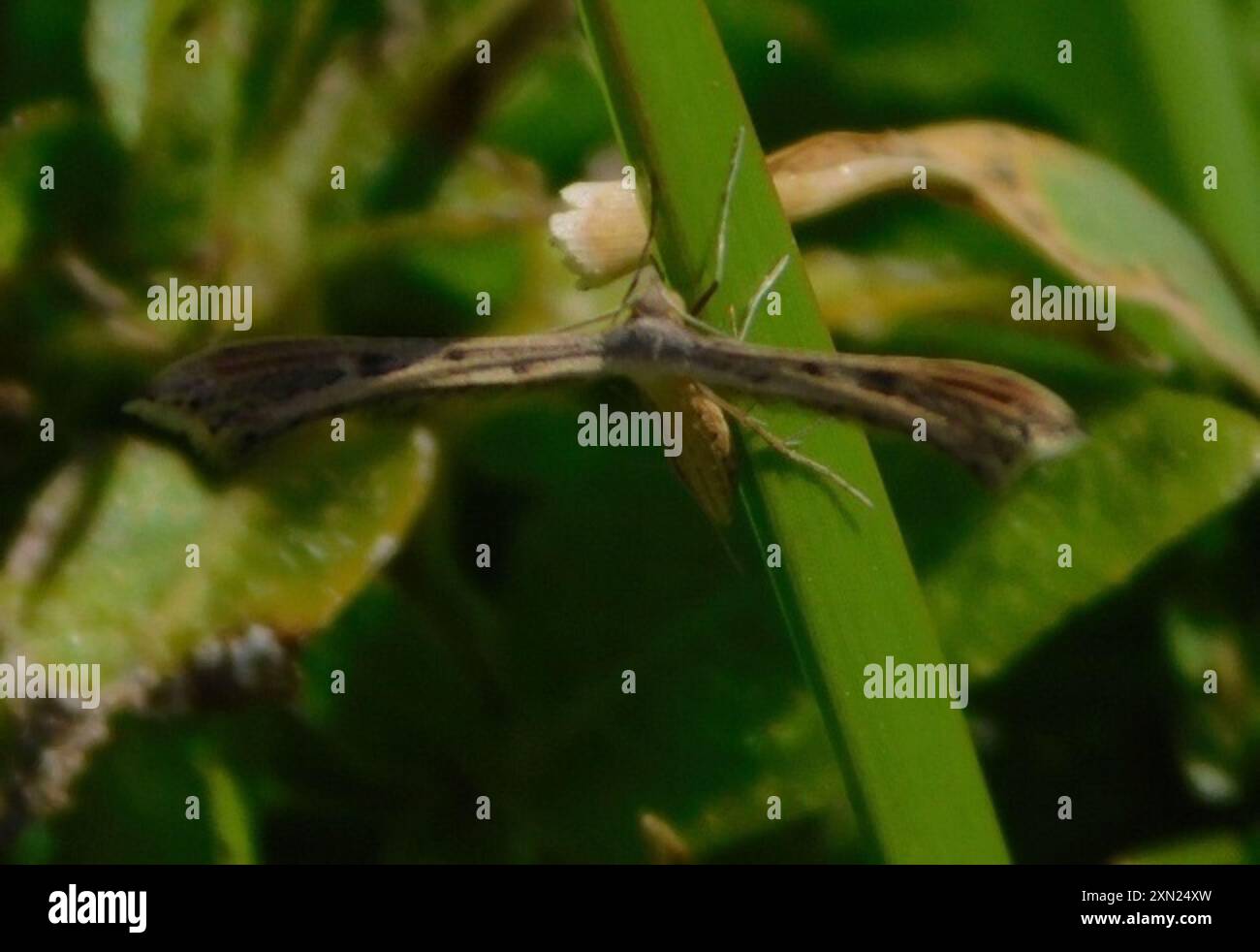 Dwarf Plume Moth (Exelastis pumilio) Insecta Stock Photo - Alamy