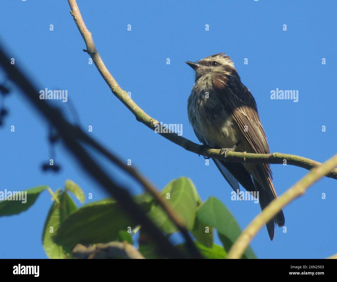 Variegated flycatcher hi-res stock photography and images - Alamy
