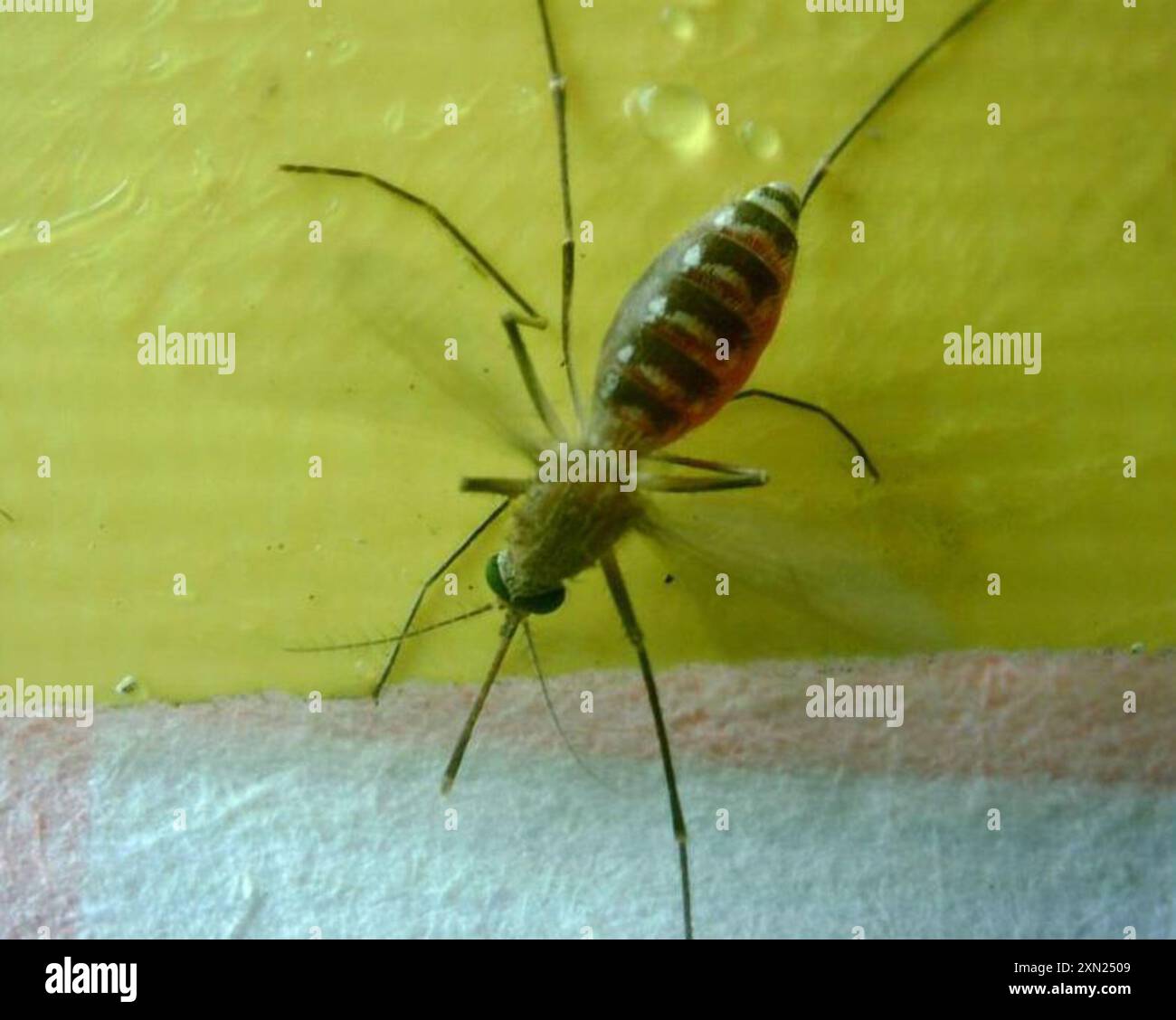 Common house mosquito (Culex pipiens) Insecta Stock Photo - Alamy
