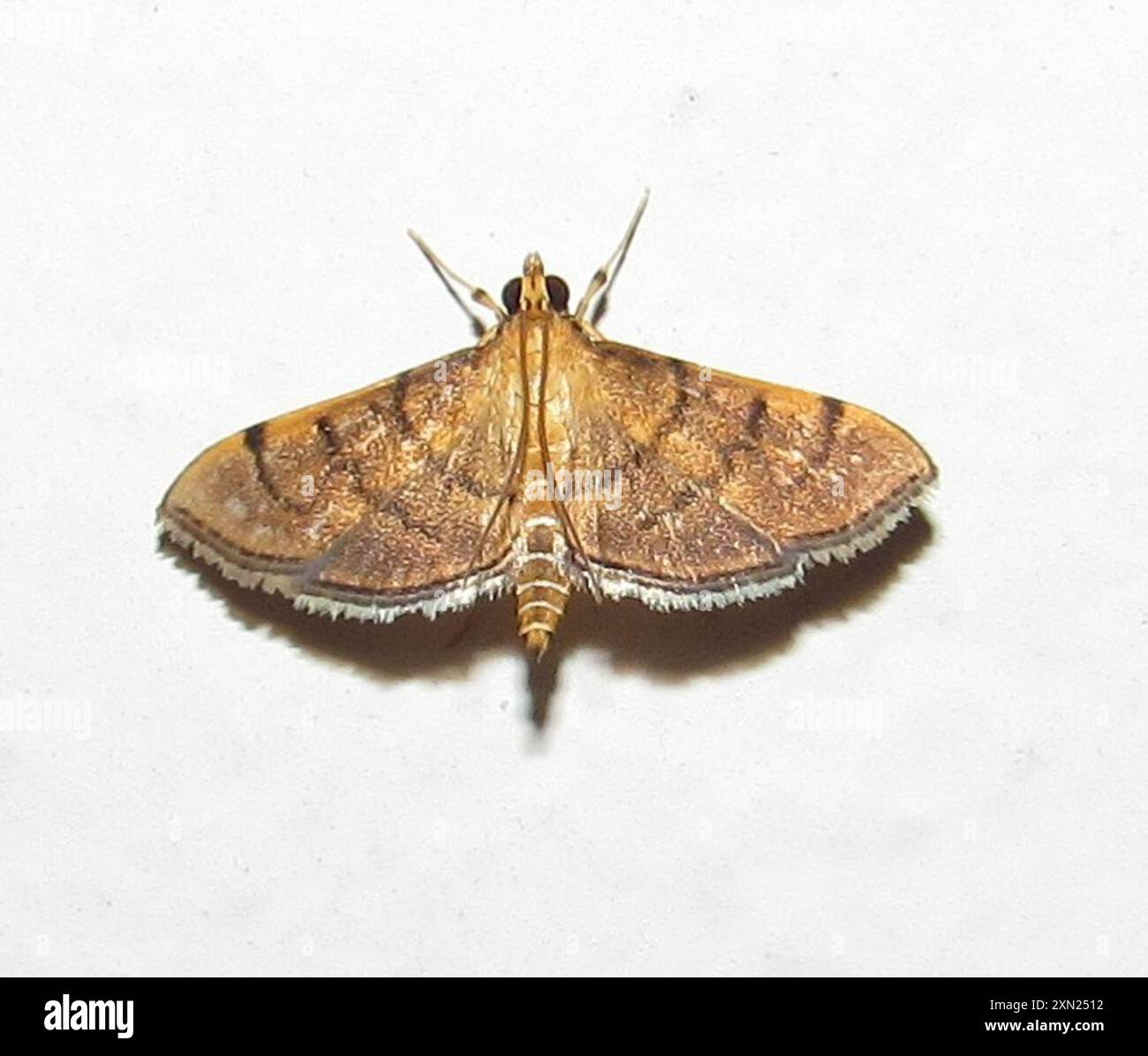 Bean-leaf Webworm Moth (Omiodes indicata) Insecta Stock Photo - Alamy
