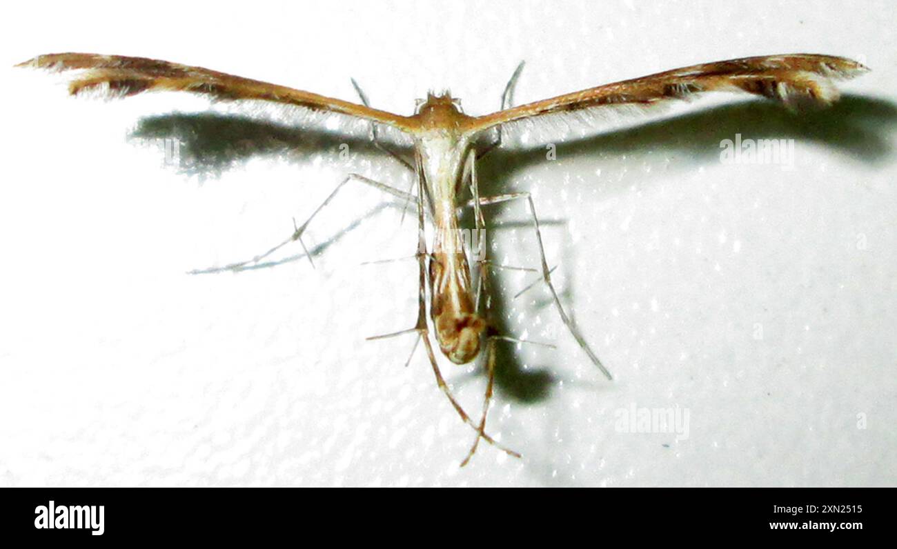Spiderling Plume Moth (Megalorhipida leucodactylus) Insecta Stock Photo ...