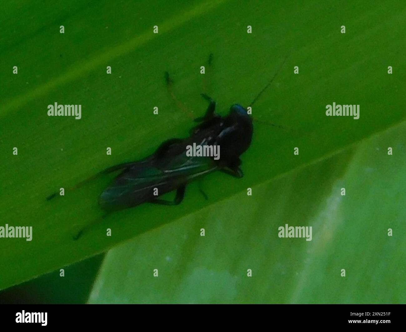 Biting Midges (Ceratopogonidae) Insecta Stock Photo - Alamy