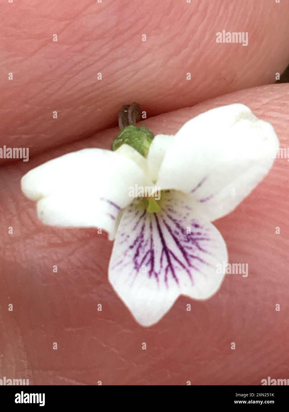northern white violet (Viola minuscula) Plantae Stock Photo - Alamy