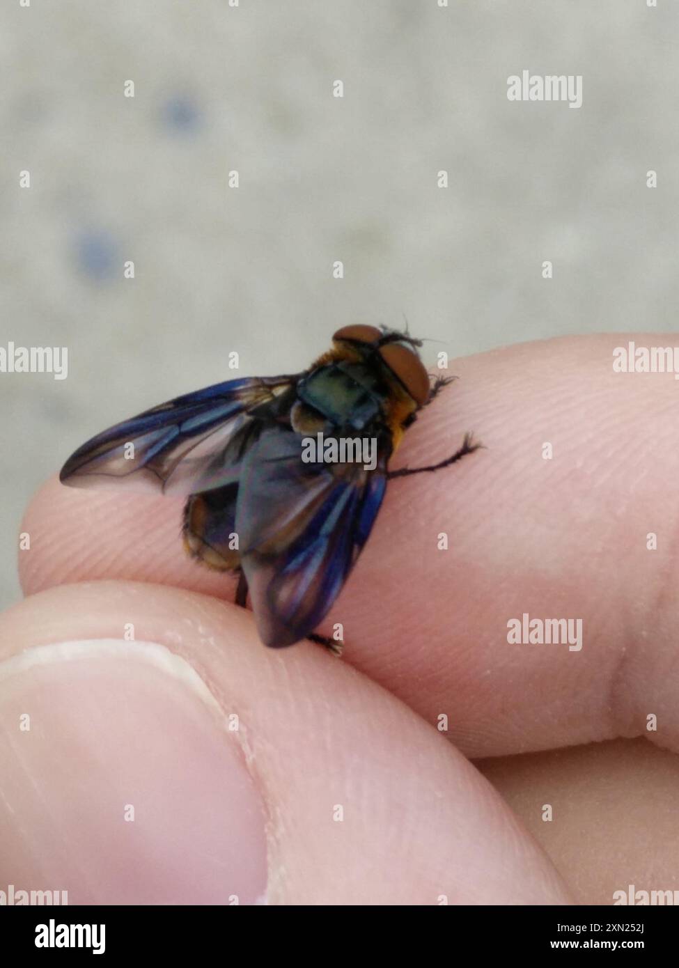 (Phasia hemiptera) Insecta Stock Photo - Alamy