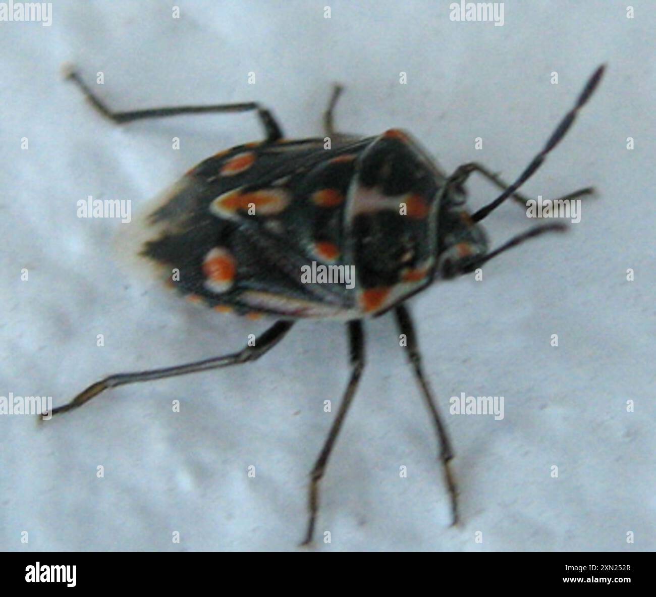 Bagrada Bug (Bagrada hilaris) Insecta Stock Photo - Alamy