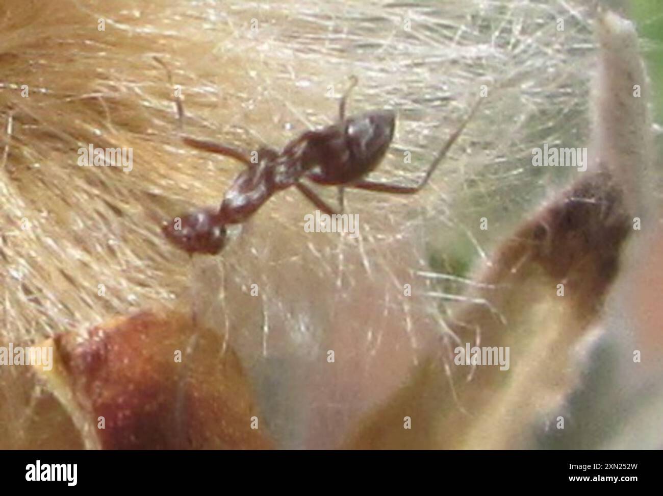 Large Pugnacious Ant (Anoplolepis custodiens) Insecta Stock Photo - Alamy