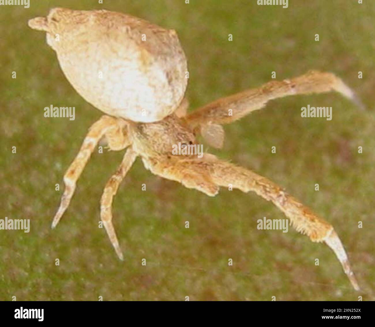 Feather-legged Spiders (Uloborus) Arachnida Stock Photo - Alamy