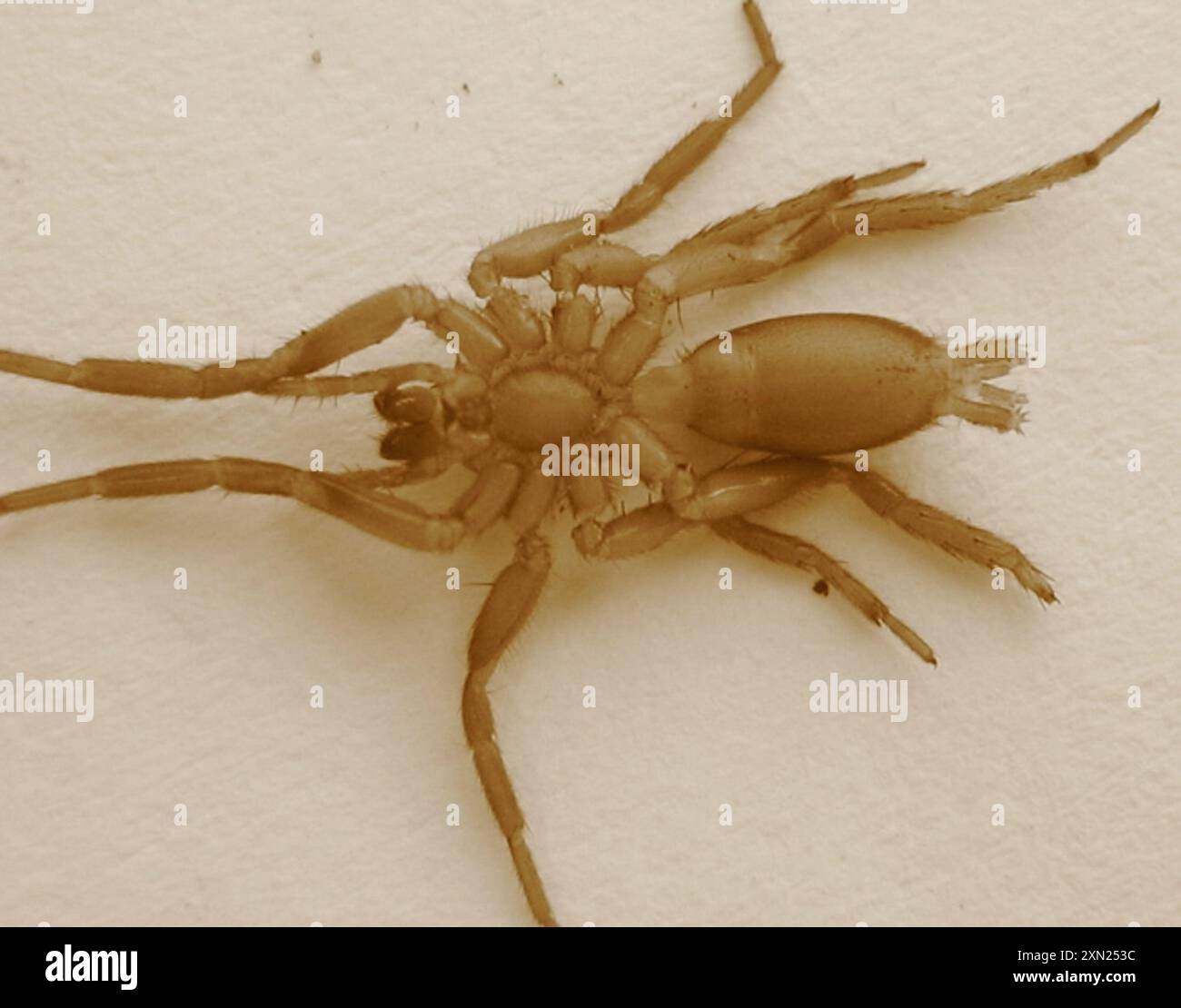 Spiders (Araneae) Arachnida Stock Photo - Alamy