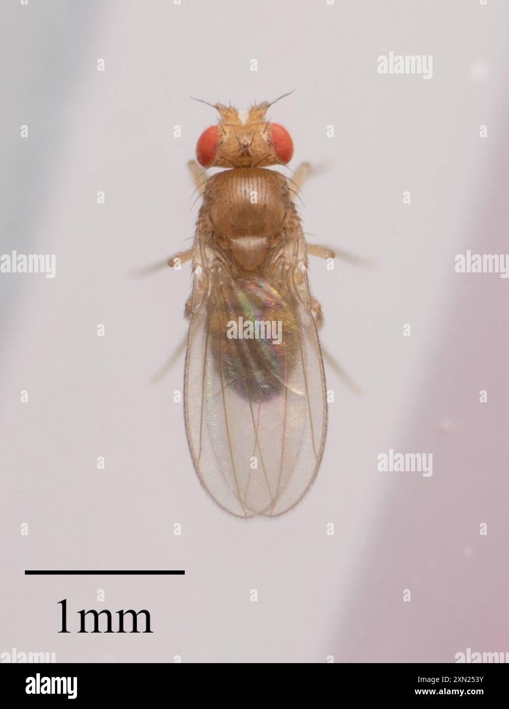 Common Fruit Fly (Drosophila melanogaster) Insecta Stock Photo - Alamy