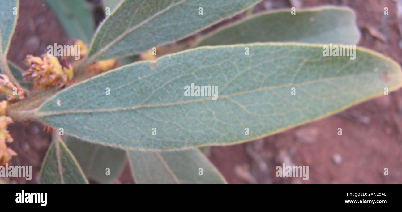 Bushveld Hairy Guarri (Euclea natalensis angustifolia) Plantae Stock ...