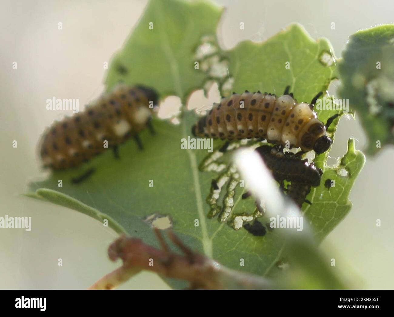 Cottonwood Leaf Beetle (Chrysomela scripta) Insecta Stock Photo - Alamy