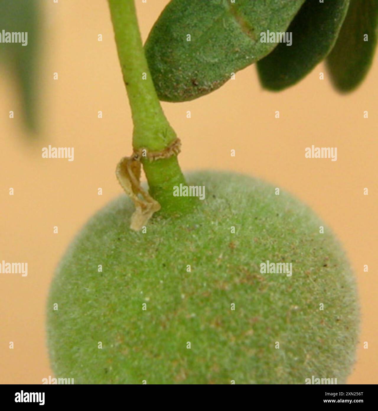 Stink Shepherdstree (Boscia foetida) Plantae Stock Photo - Alamy