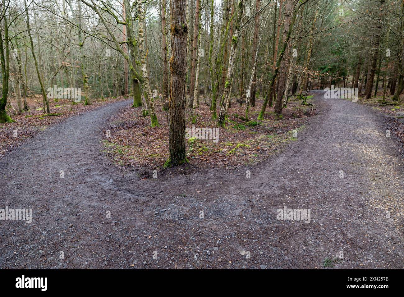Willows Green Trail, Alice Holt Forest, Farnham Stock Photo - Alamy