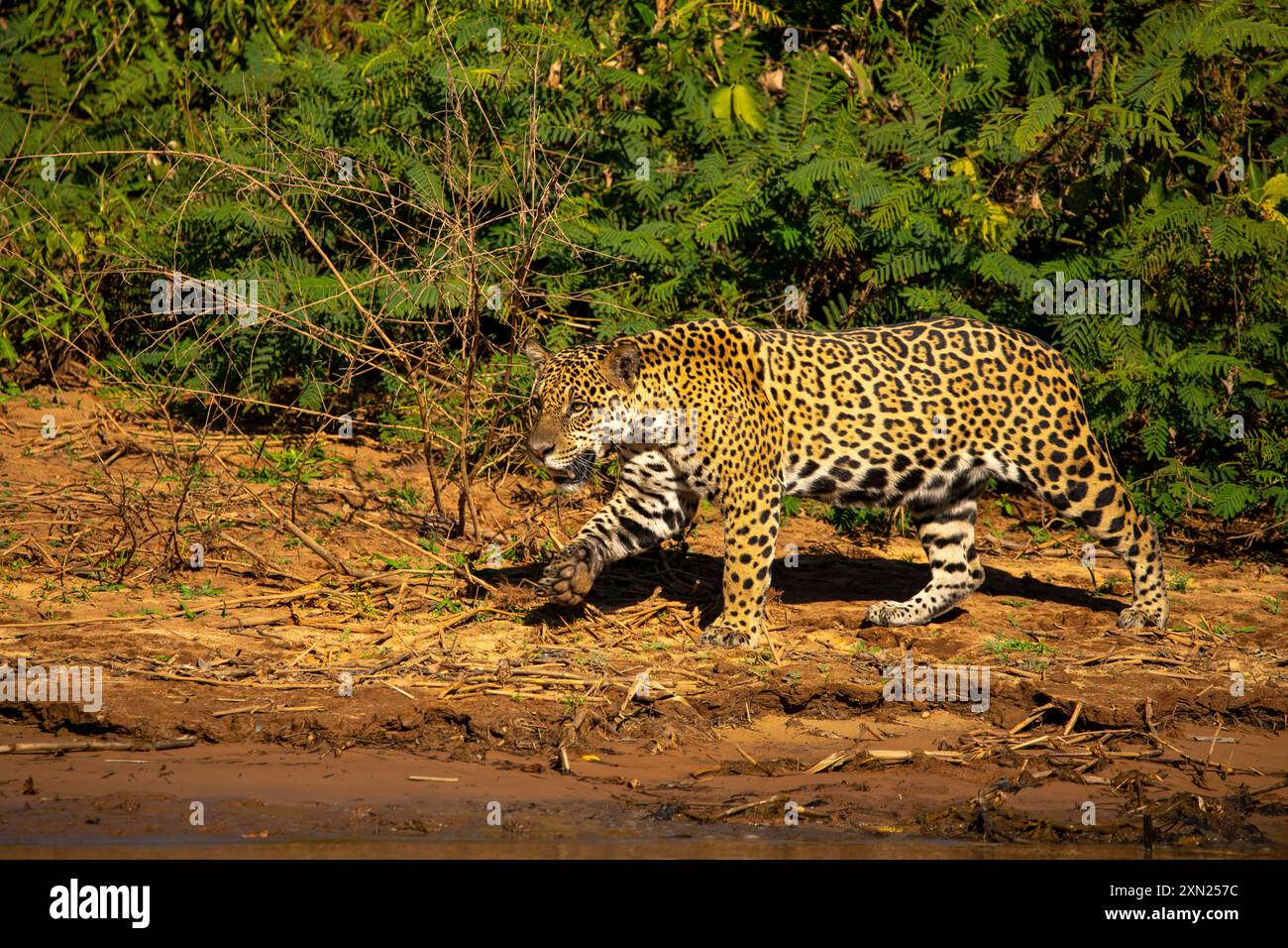 Jaguar, the biggest South American cat, Meeting of Waters Park the best ...