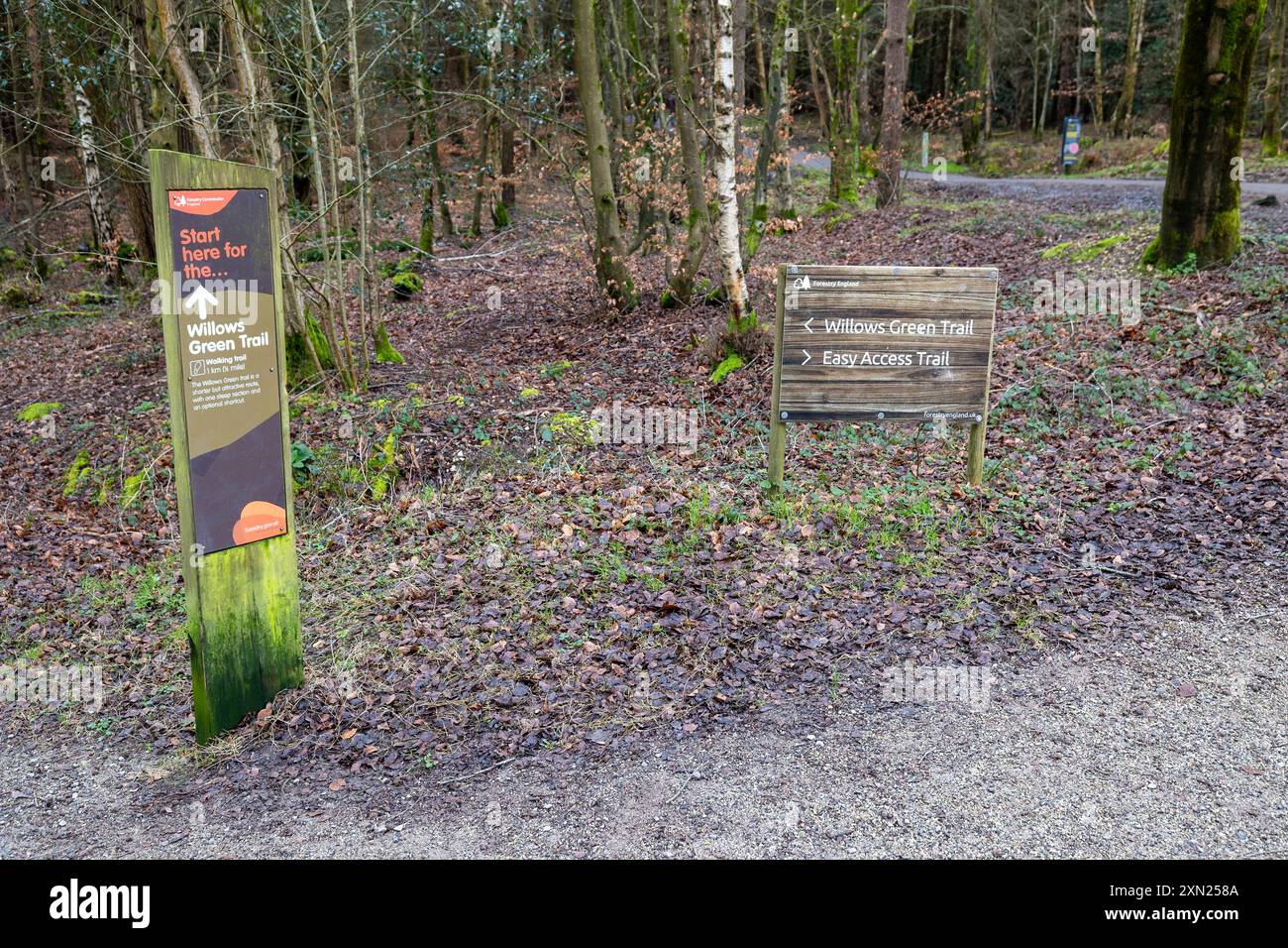 Willows Green Trail, Alice Holt Forest, Farnham Stock Photo - Alamy