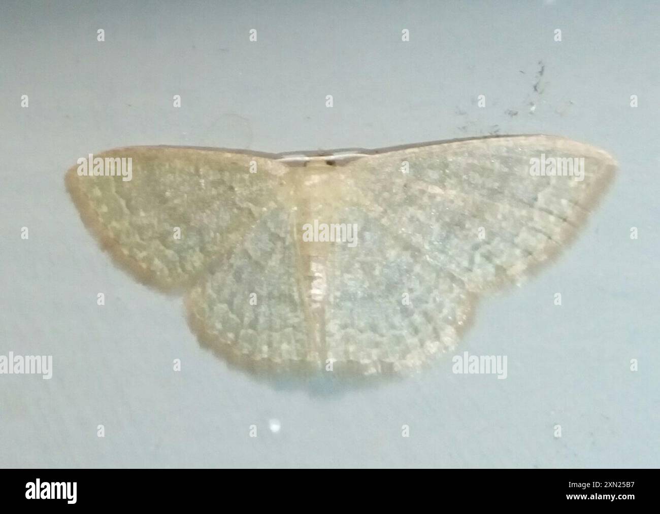 Geometer Moths (Geometridae) Insecta Stock Photo - Alamy