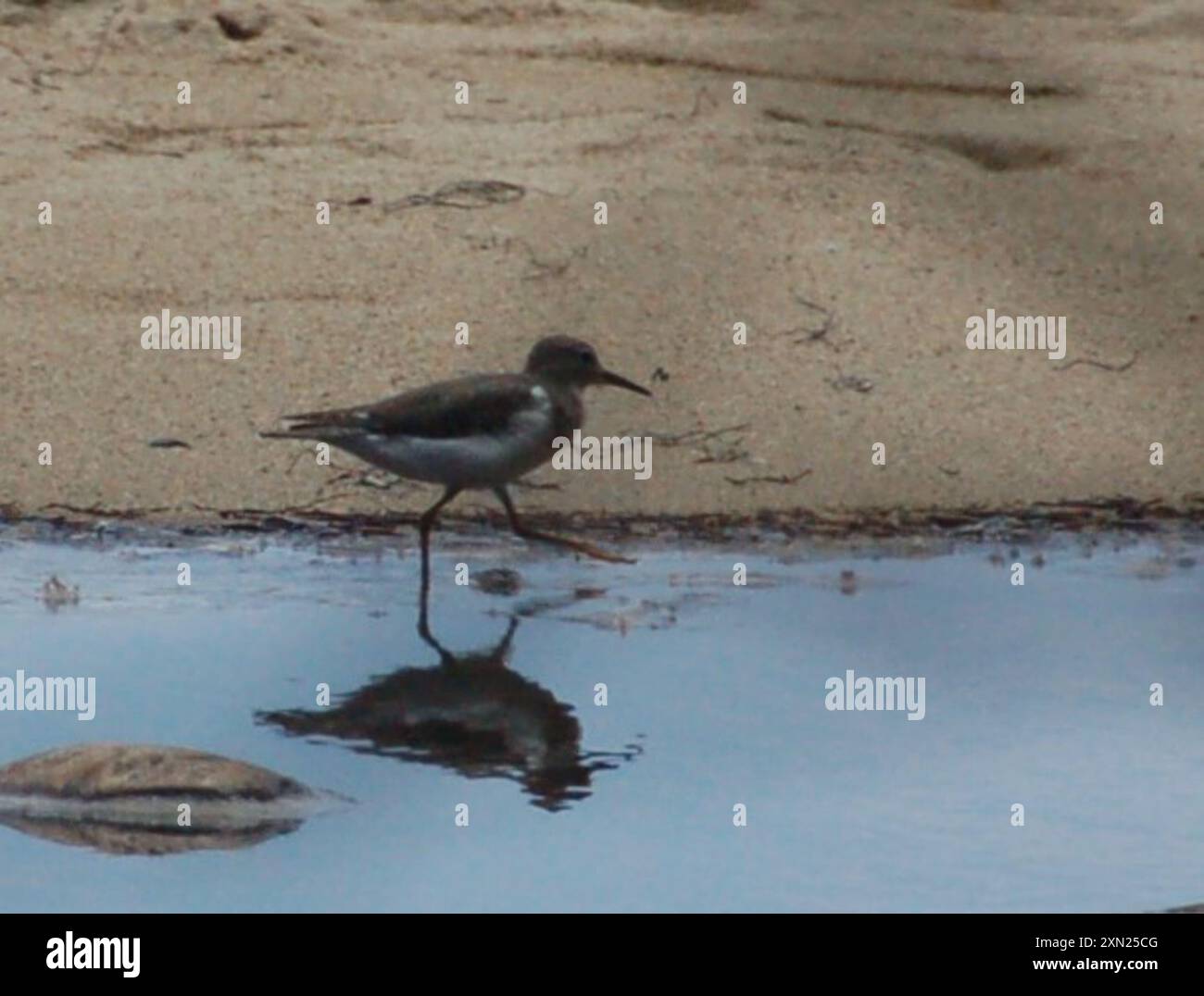 Spotted Sandpiper (Actitis macularius) Aves Stock Photo - Alamy