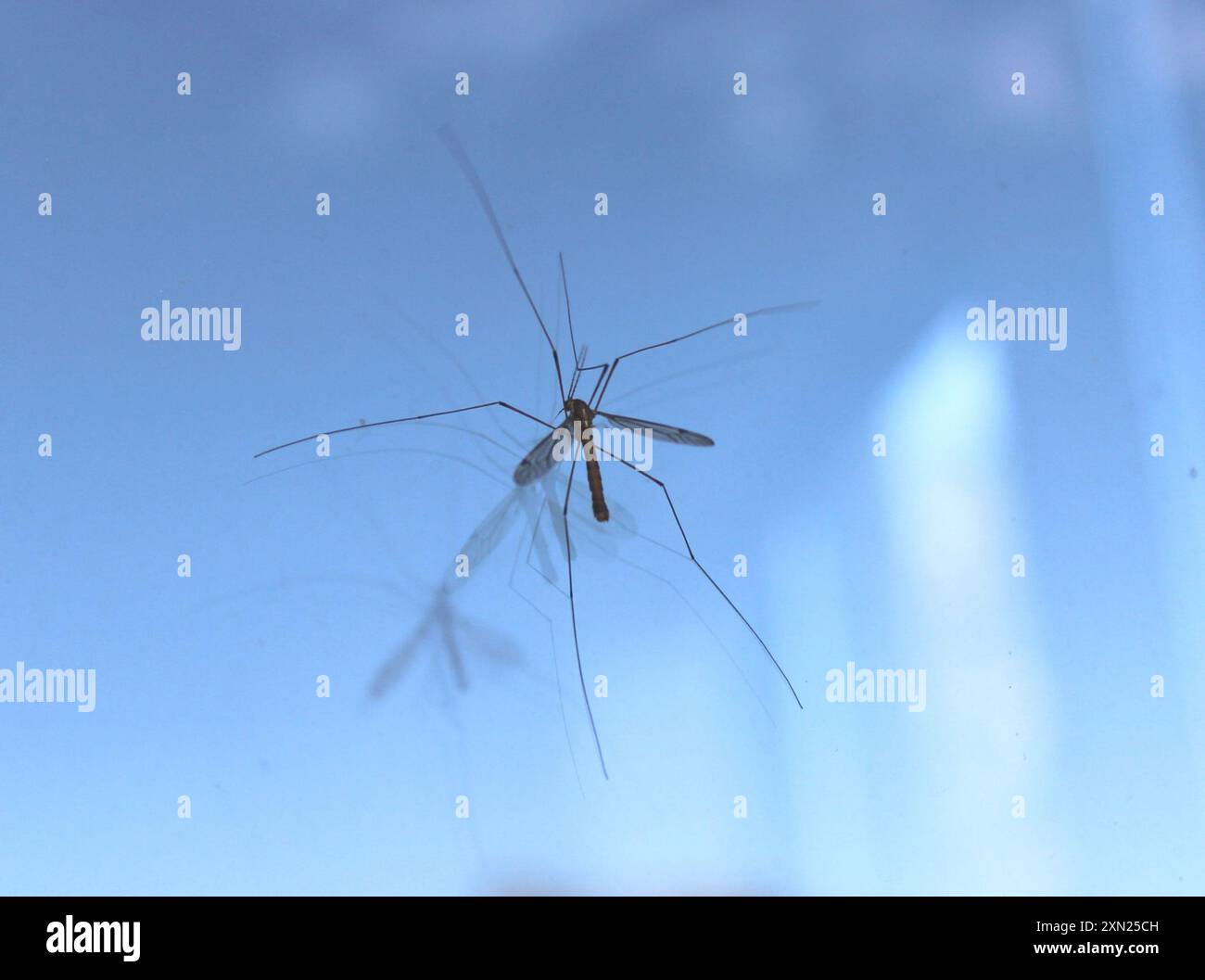 Large Crane Flies (Tipulidae) Insecta Stock Photo - Alamy