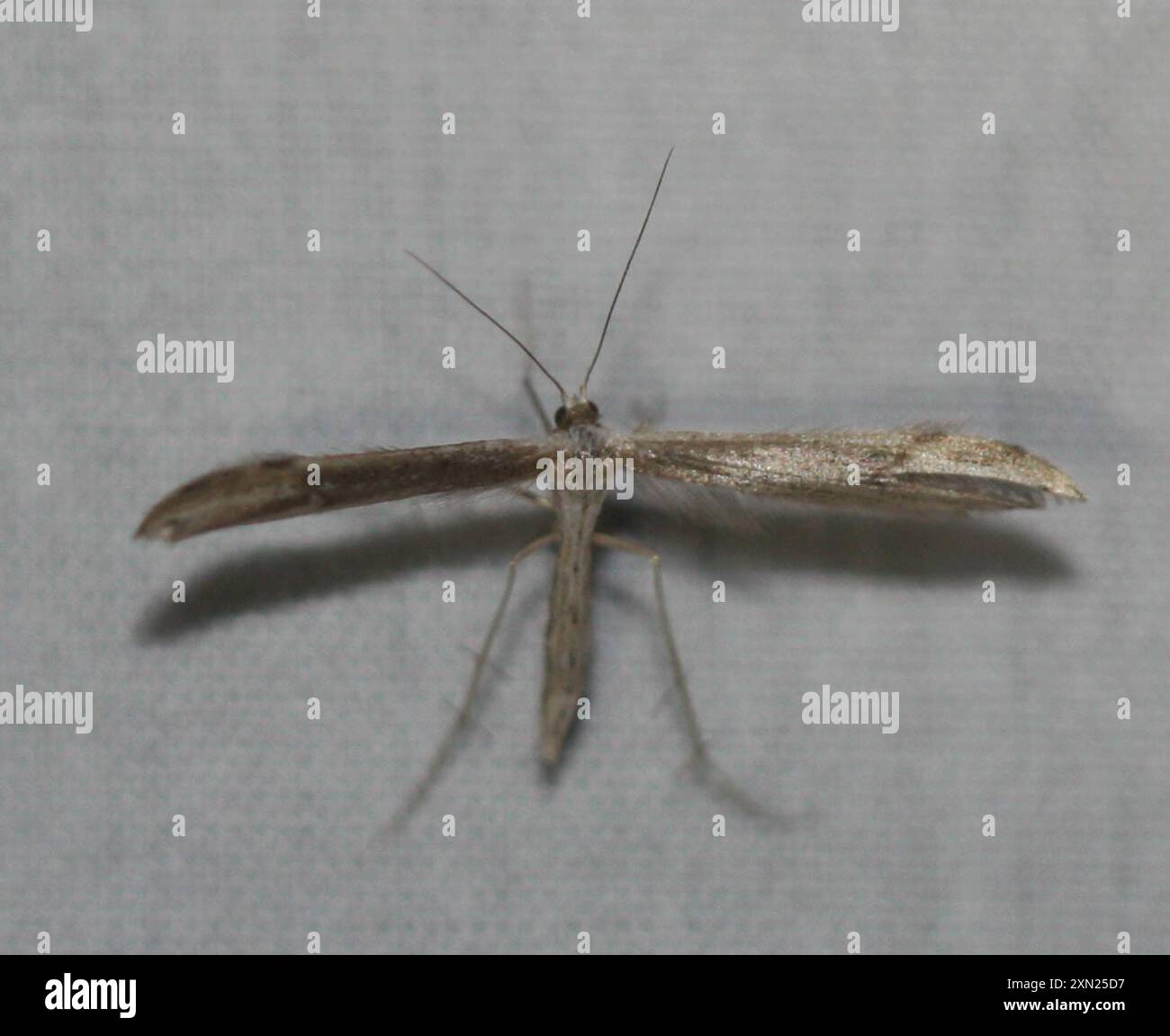 Morning-glory Plume Moth (Emmelina monodactyla) Insecta Stock Photo - Alamy
