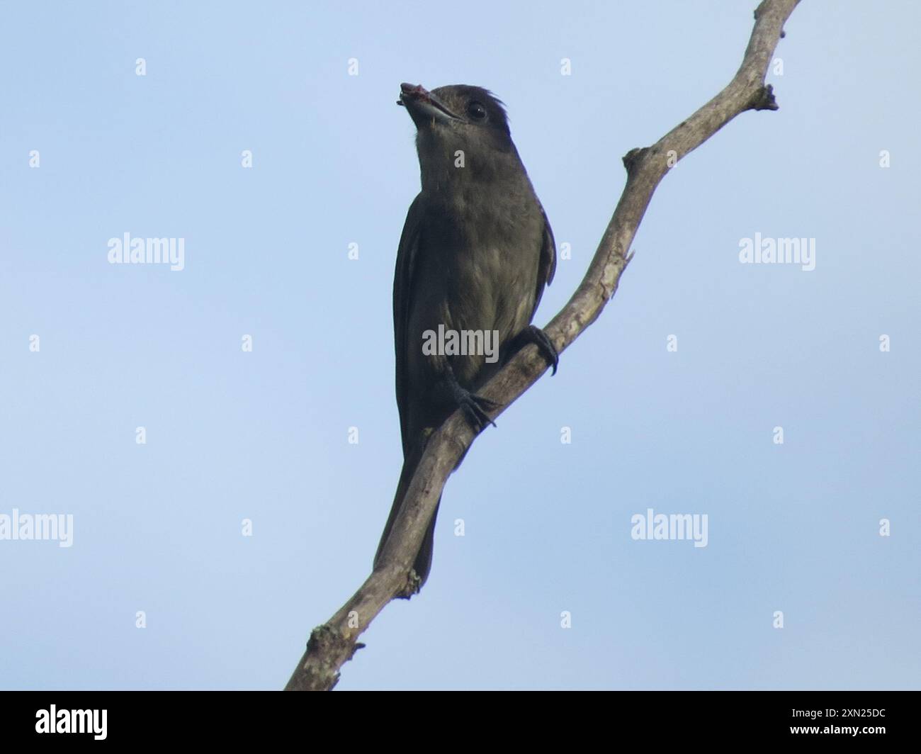 Crested Becard (Pachyramphus validus) Aves Stock Photo - Alamy