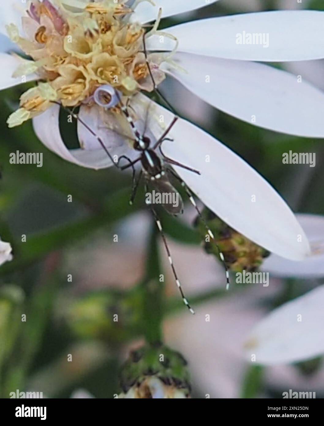 Asian Tiger Mosquito (Aedes albopictus) Insecta Stock Photo - Alamy