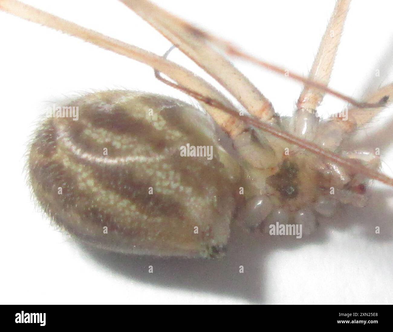 Giant Daddy-long-legs Spider (Artema atlanta) Arachnida Stock Photo - Alamy