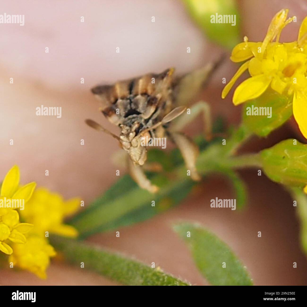 (Phymata fasciata) Insecta Stock Photo - Alamy