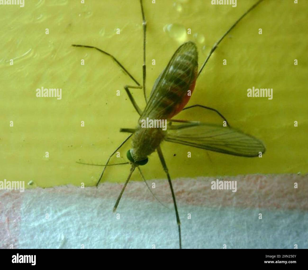 Common house mosquito (Culex pipiens) Insecta Stock Photo - Alamy