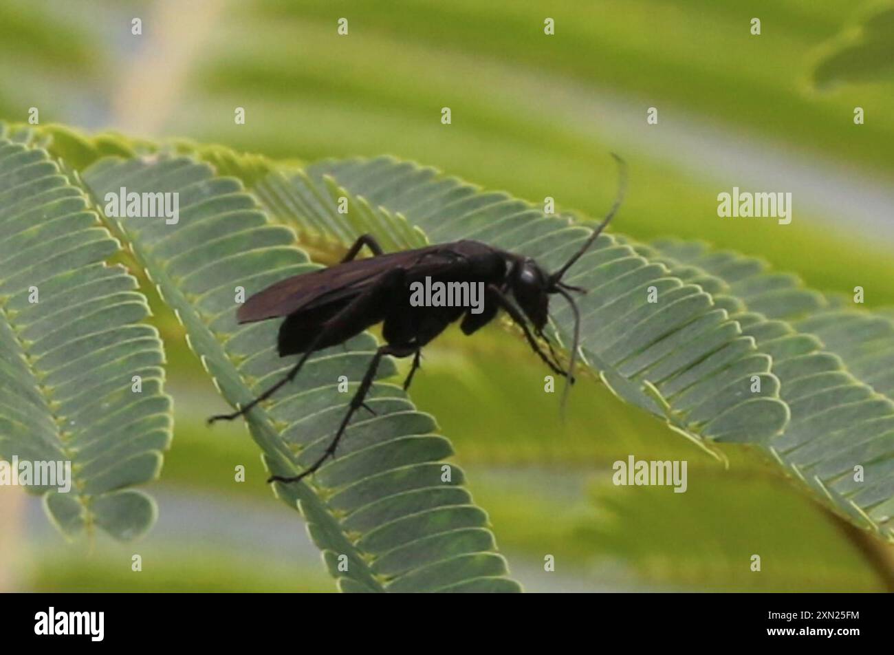 Spider Wasps (Pompilidae) Insecta Stock Photo - Alamy