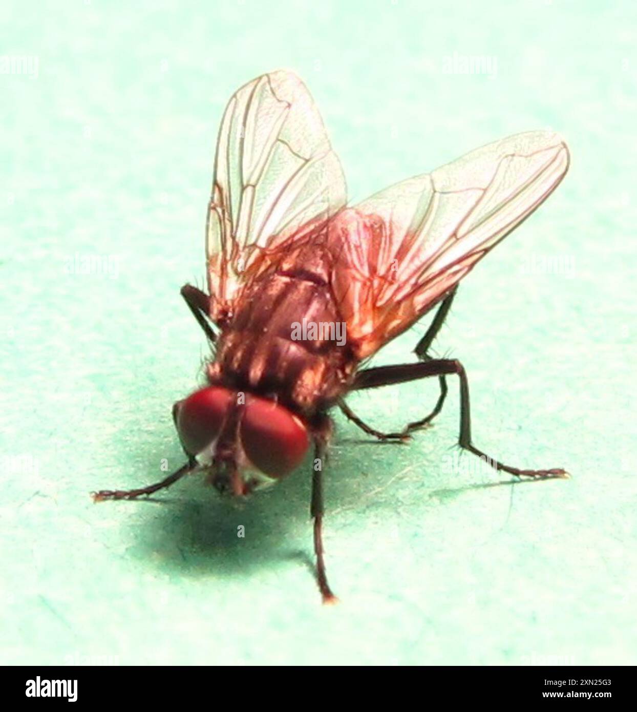 Common House Fly (Musca domestica) Insecta Stock Photo - Alamy