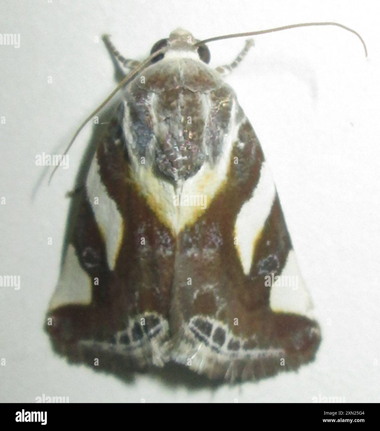 Threebar Droplet (Acontia trimaculata) Insecta Stock Photo - Alamy