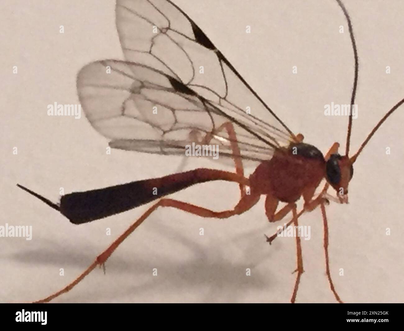 Orange Ichneumonid wasp (Netelia ephippiata) Insecta Stock Photo - Alamy