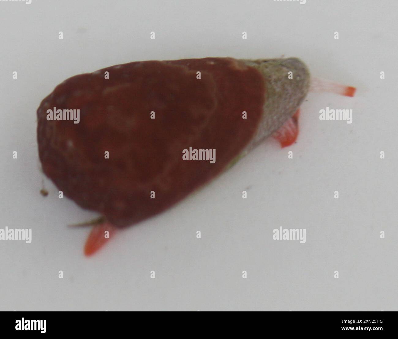 Conidae hi-res stock photography and images - Alamy