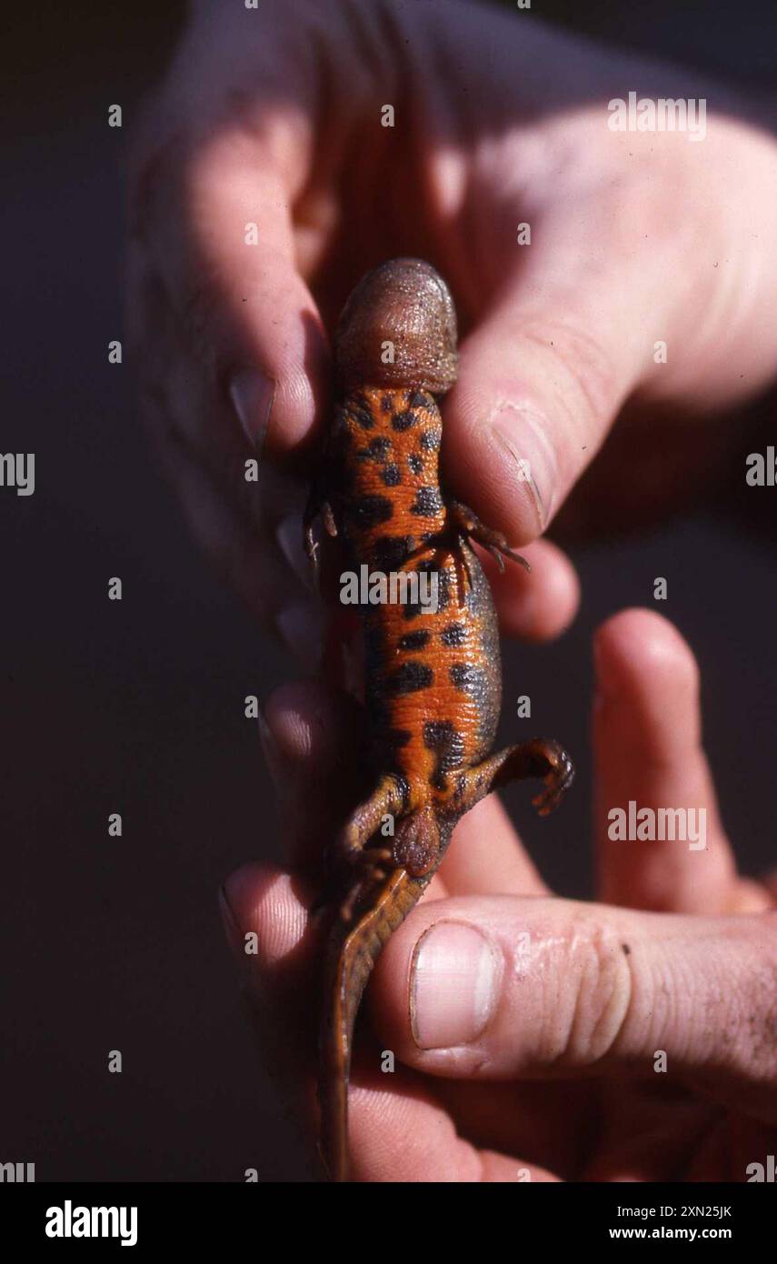 Italian Crested Newt (Triturus carnifex) Amphibia Stock Photo - Alamy