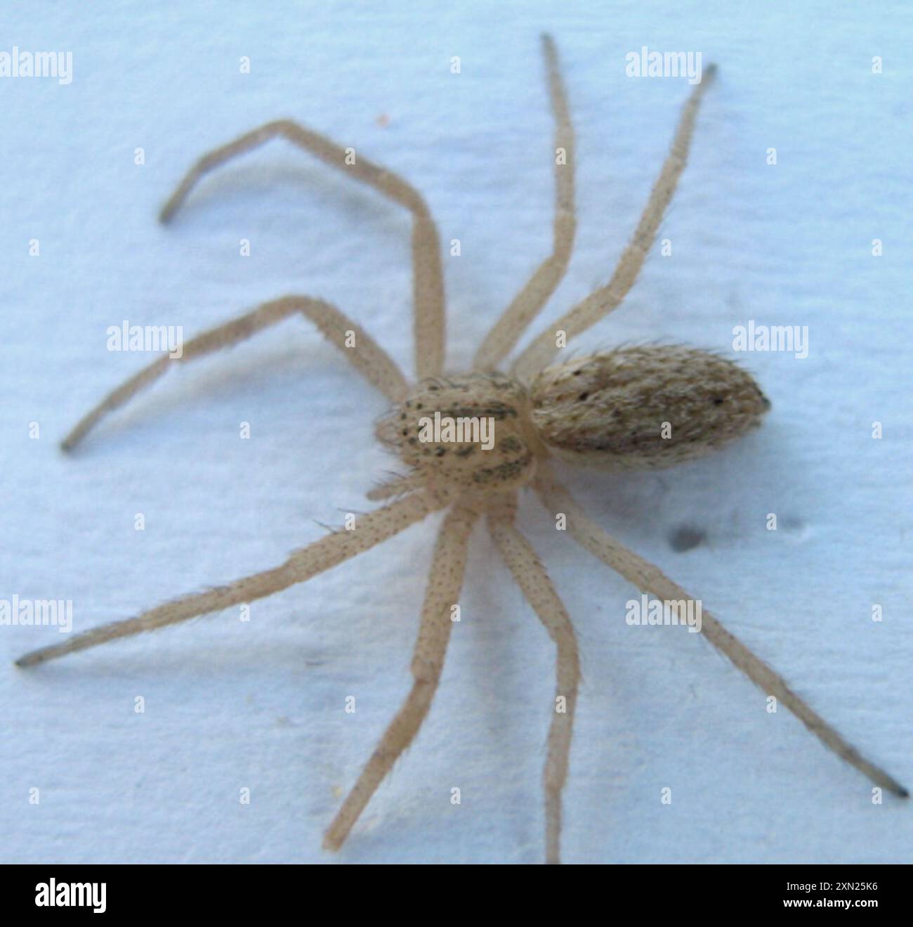 Running Crab Spiders (Philodromidae) Arachnida Stock Photo - Alamy