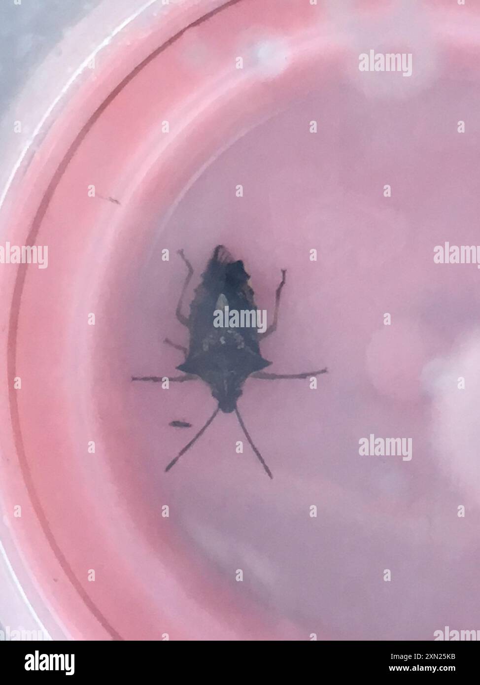 Schellenberg's soldier bug (Oechalia schellenbergii) Insecta Stock ...