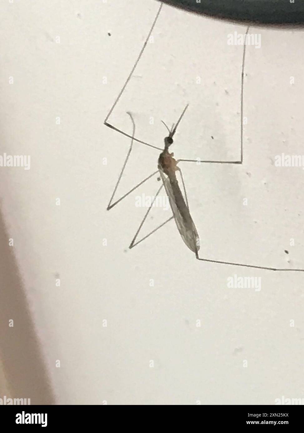 Limoniid Crane Flies (Limoniidae) Insecta Stock Photo - Alamy