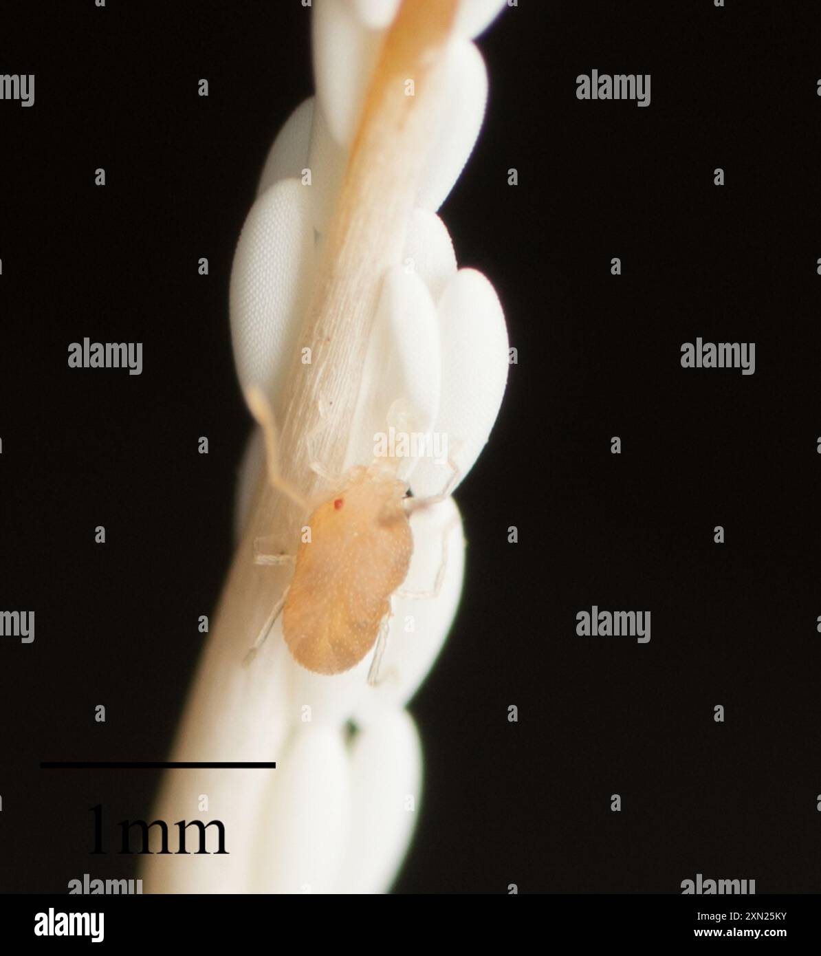 Mites and Ticks (Acari) Arachnida Stock Photo - Alamy