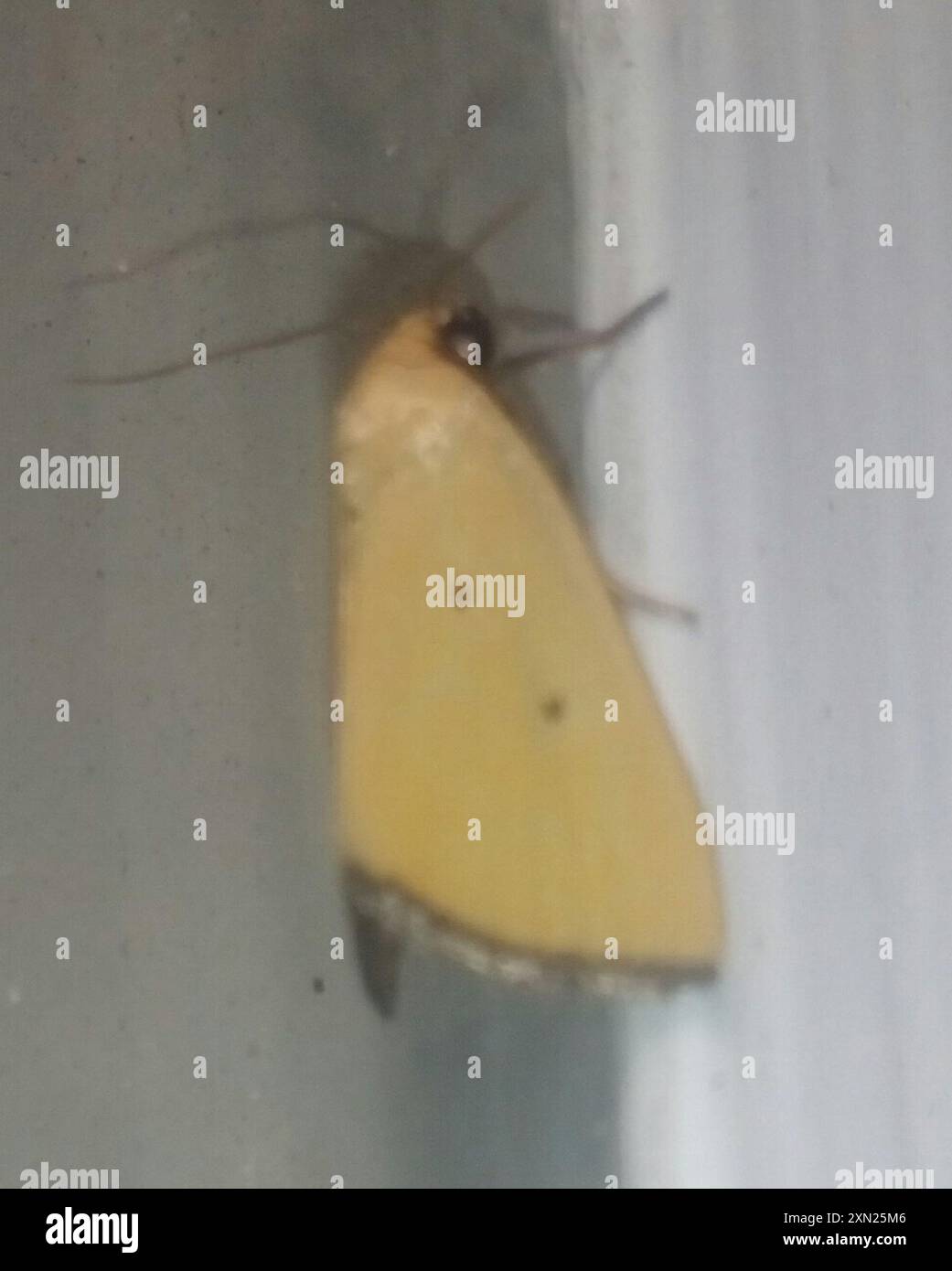 Black-bordered Lemon Moth (Marimatha nigrofimbria) Insecta Stock Photo ...