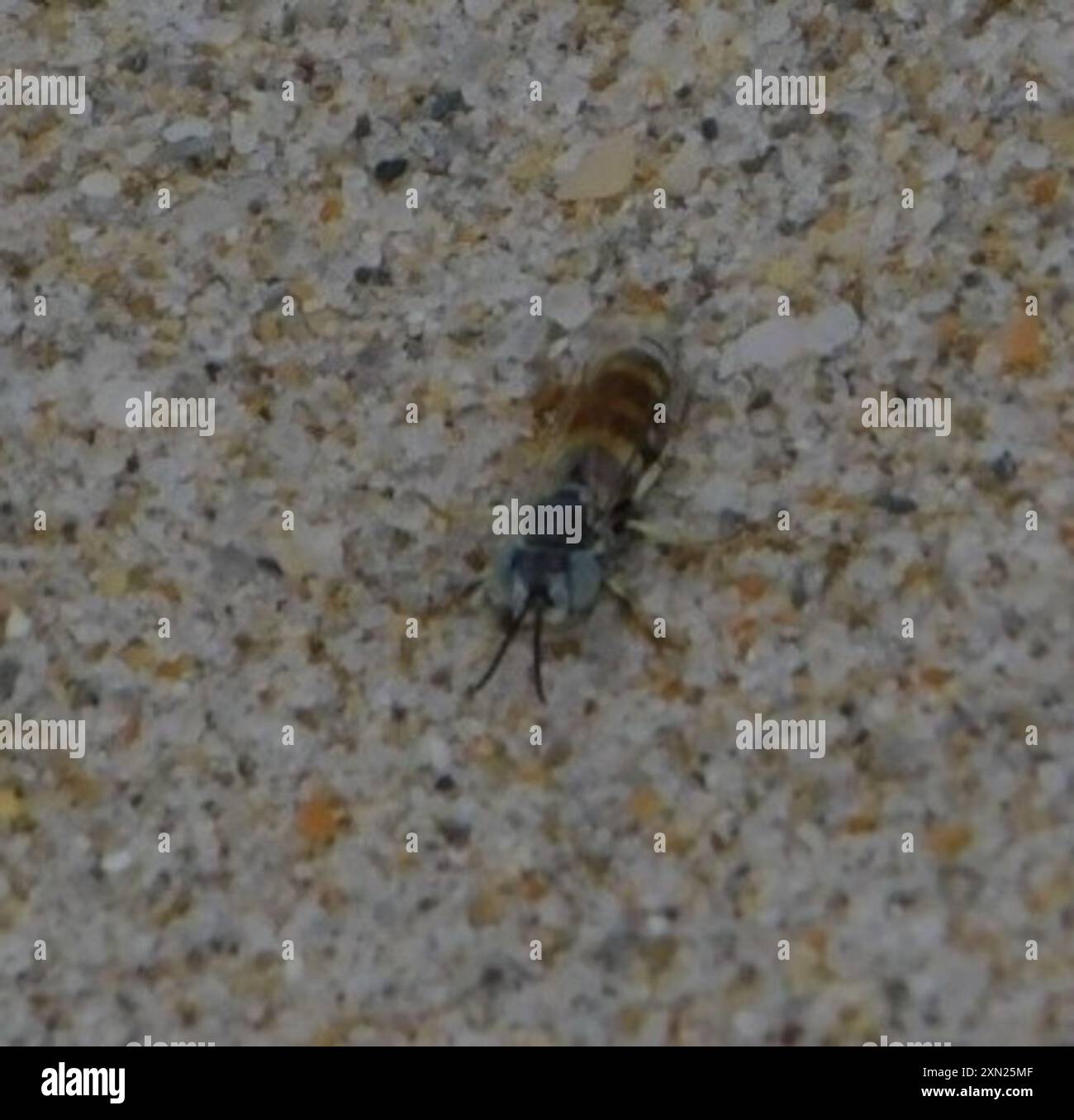 (Microbembex monodonta) Insecta Stock Photo - Alamy