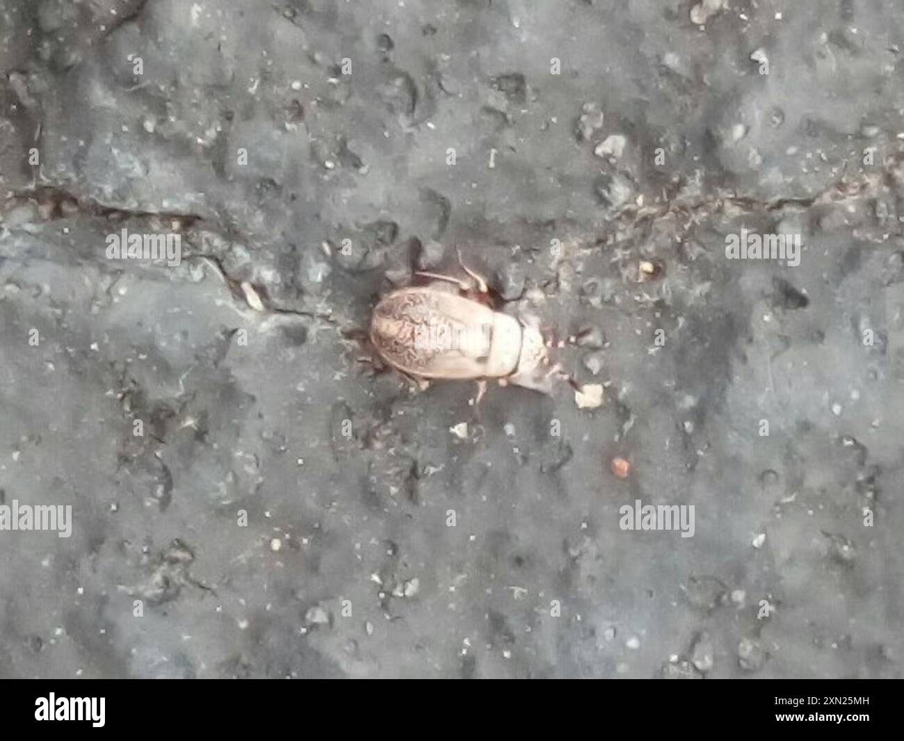Water, Rove, Scarab, Long-horned, Leaf, and Snout Beetles (Polyphaga ...