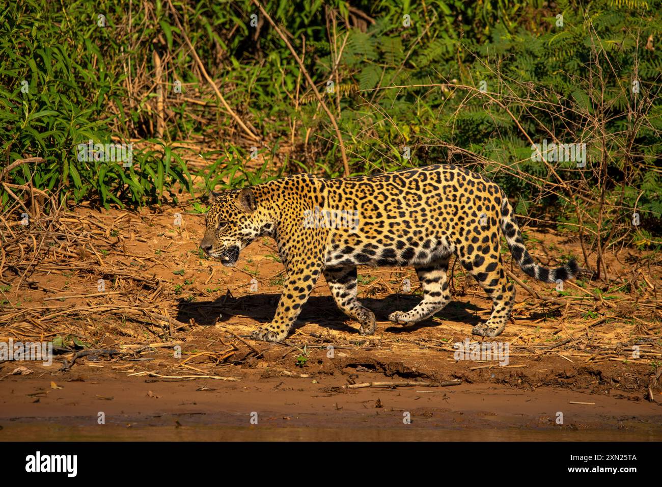 Jaguar, the biggest South American cat, Meeting of Waters Park the best ...