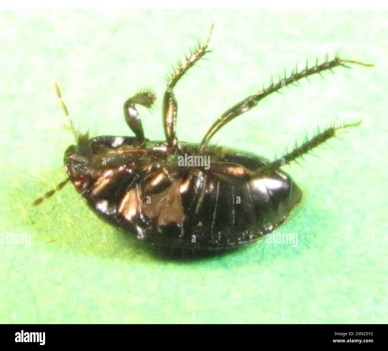 Two-lined Burrowing Bug (Pangaeus bilineatus) Insecta Stock Photo - Alamy