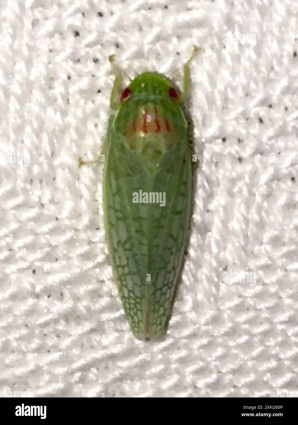 Eight-lined Leafhopper (Gyponana octolineata) Insecta Stock Photo - Alamy