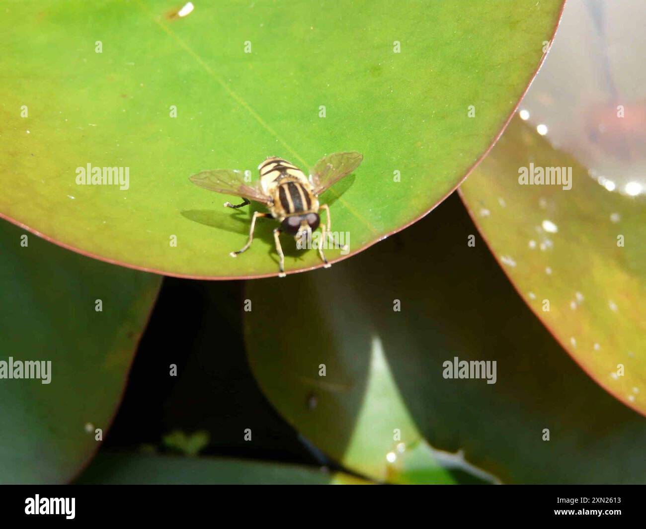 Sun Fly (Helophilus pendulus) Insecta Stock Photo - Alamy