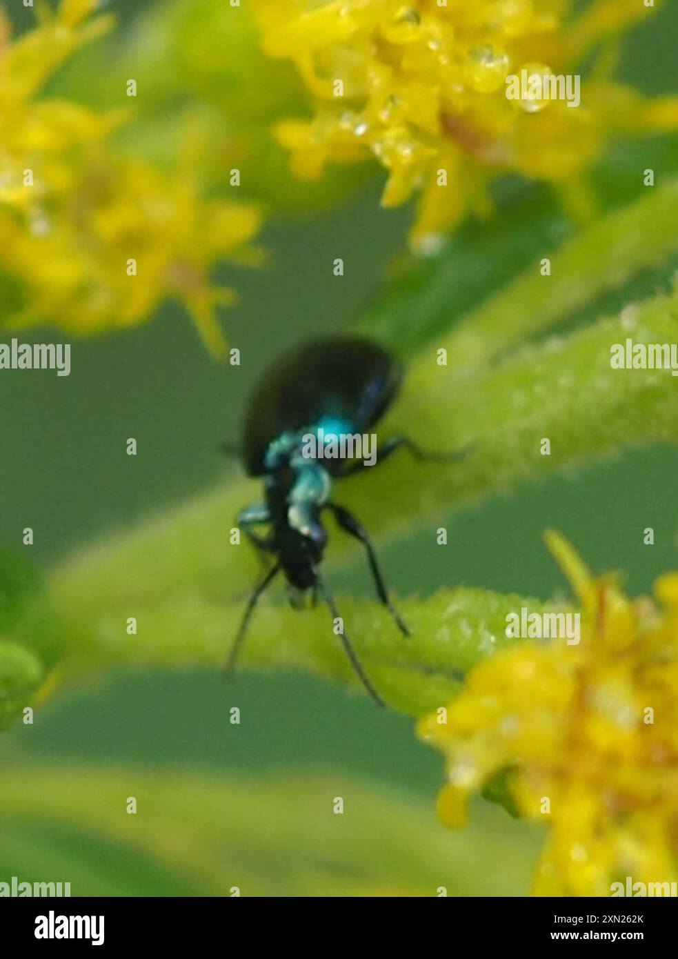 Flower Lebia Beetle (Lebia viridis) Insecta Stock Photo - Alamy
