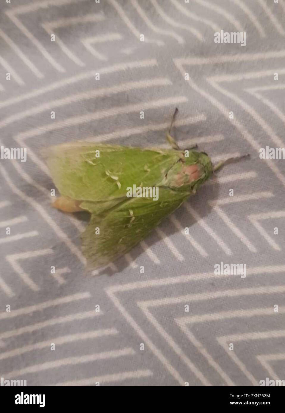 Puriri moth (Aenetus virescens) Insecta Stock Photo - Alamy