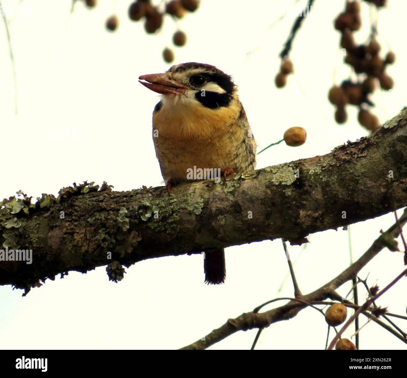 White-eared Puffbird (Nystalus chacuru) Aves Stock Photo - Alamy